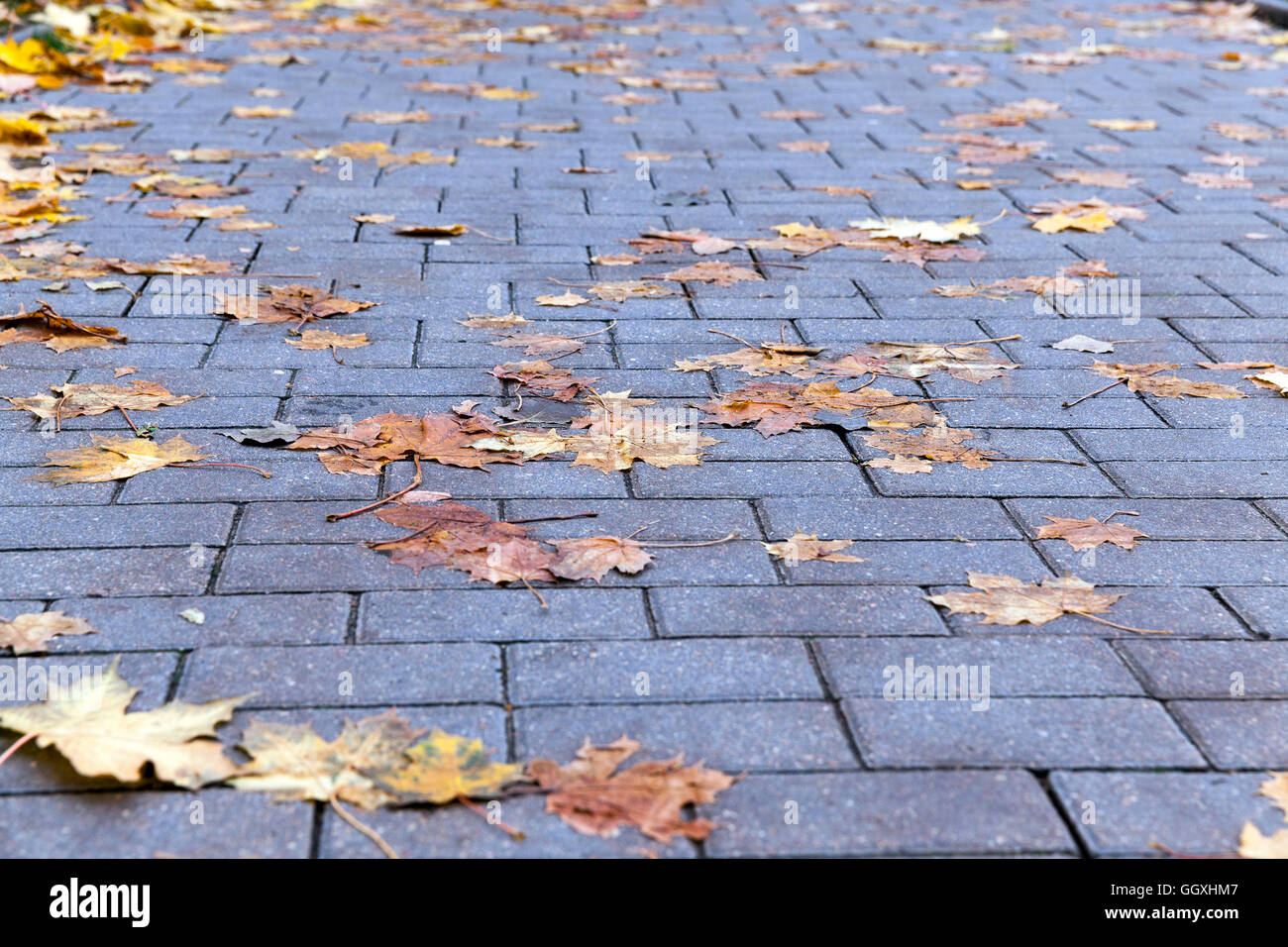 leaves on the sidewalk, autumn Stock Photo - Alamy