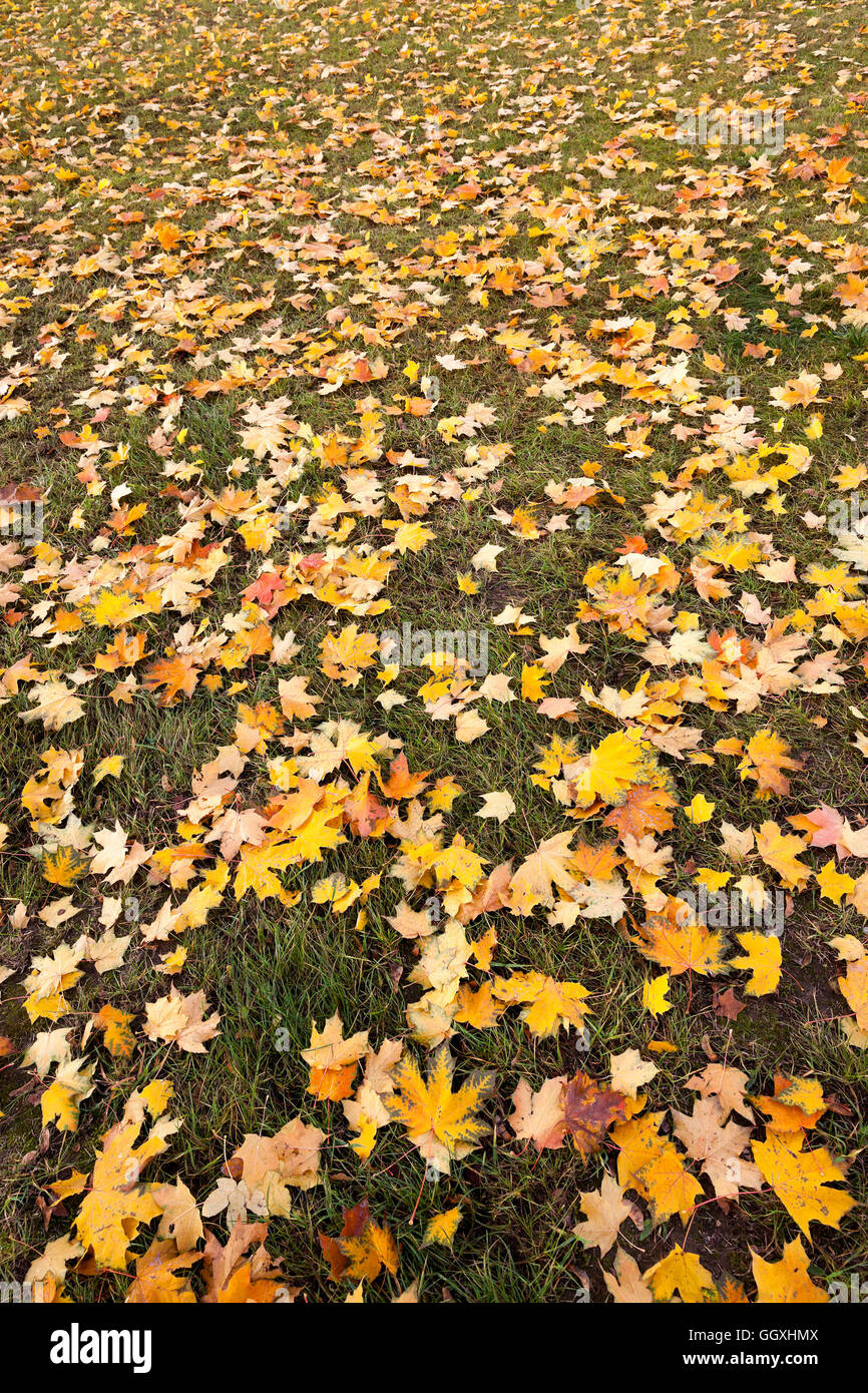 foliage on grass, autumn Stock Photo - Alamy