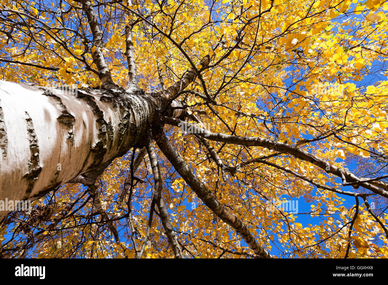 birch tree in autumn Stock Photo - Alamy