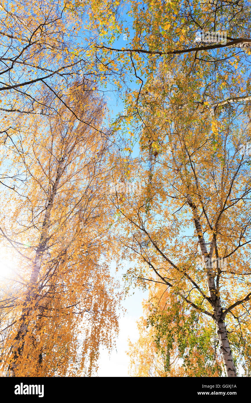 birch tree in autumn Stock Photo - Alamy