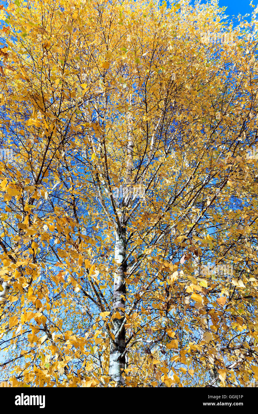 birch tree in autumn Stock Photo - Alamy