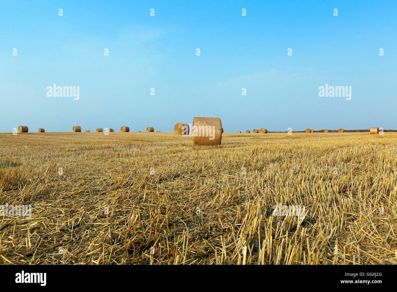 stack of straw in the field Stock Photo - Alamy