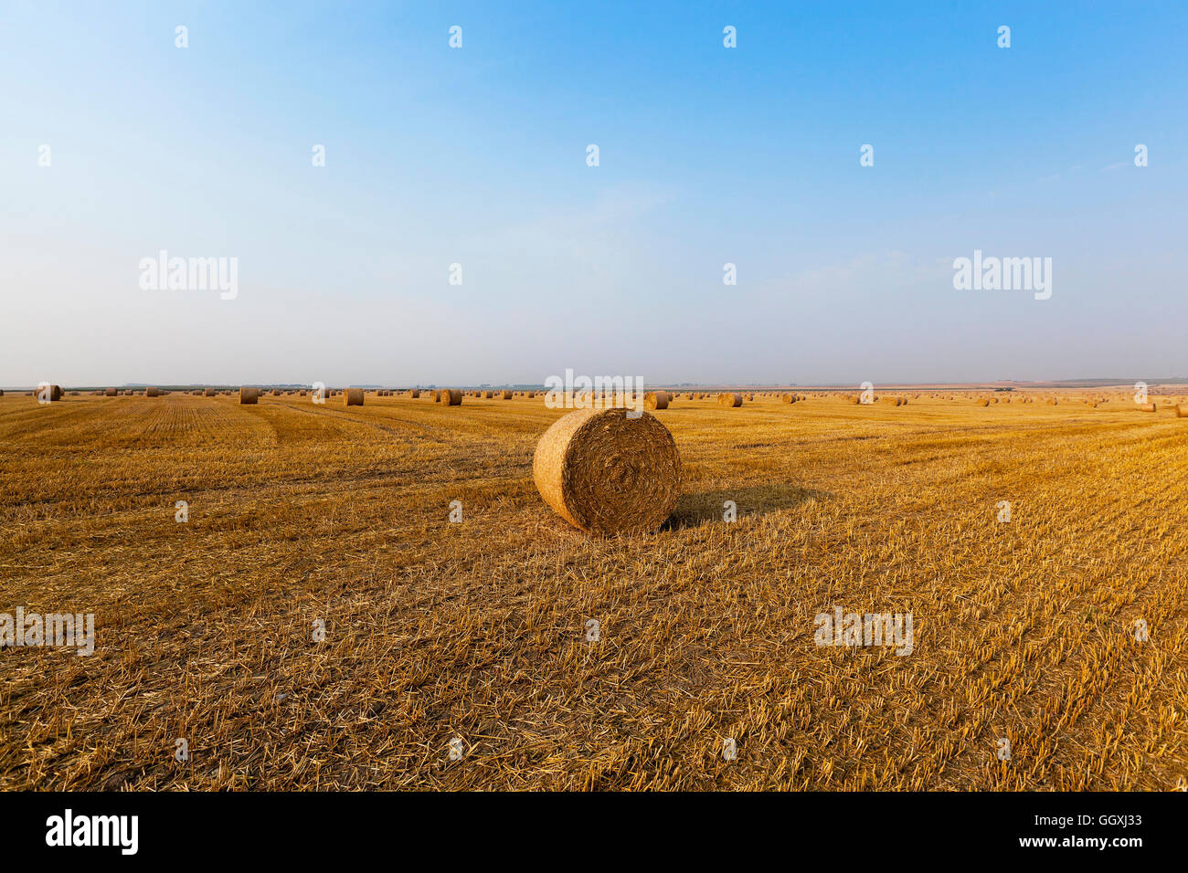 haystacks in a field of straw Stock Photo - Alamy