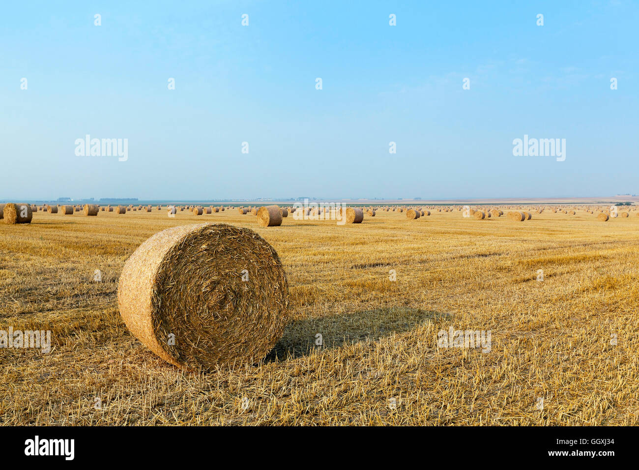 haystacks in a field of straw Stock Photo - Alamy