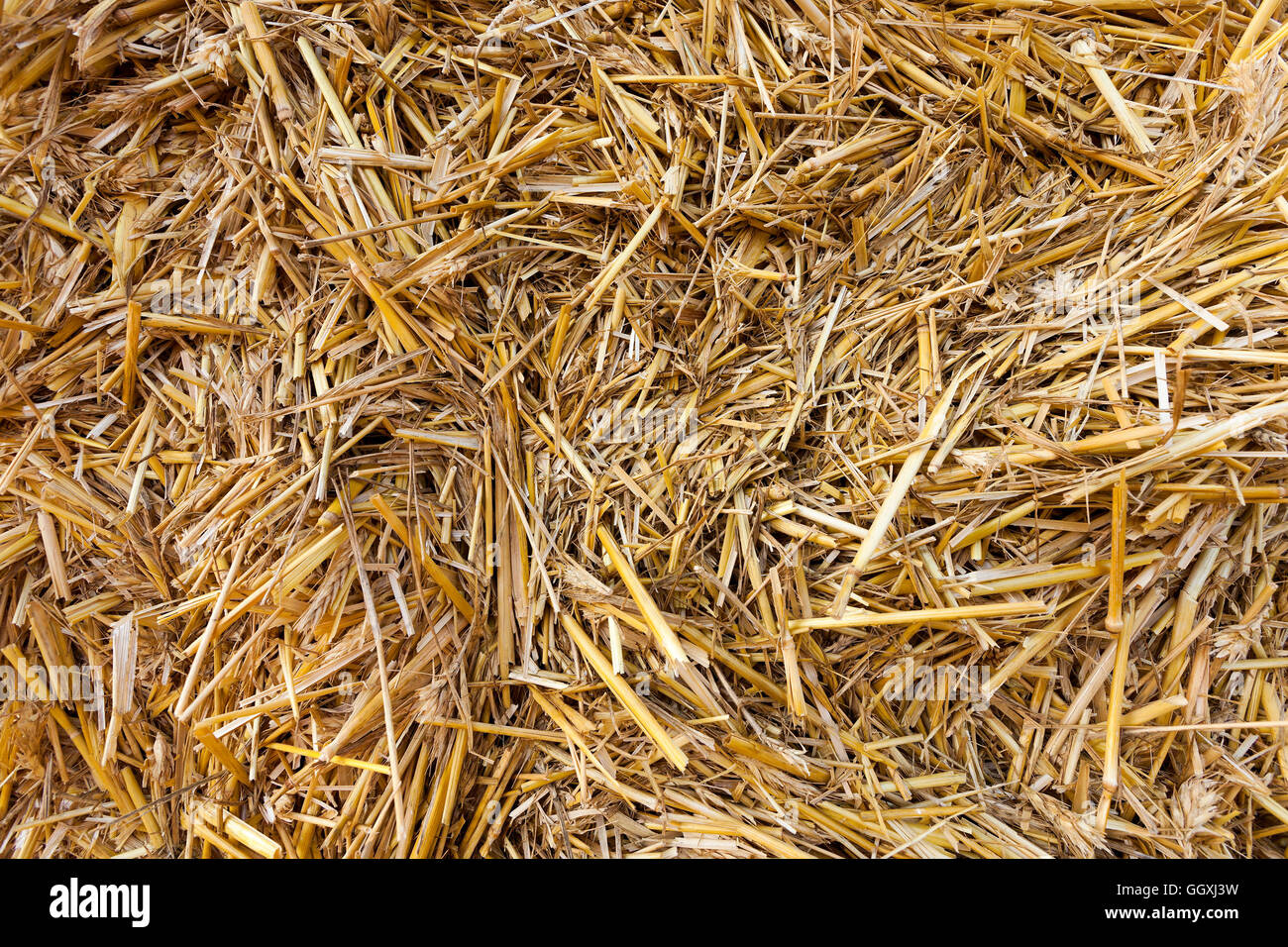 stack of straw in the field Stock Photo - Alamy
