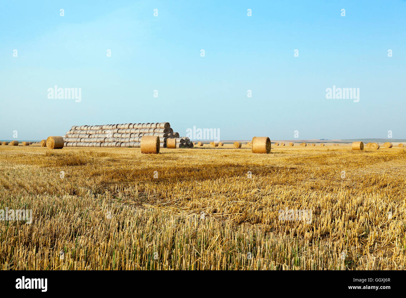 stack of straw in the field Stock Photo - Alamy