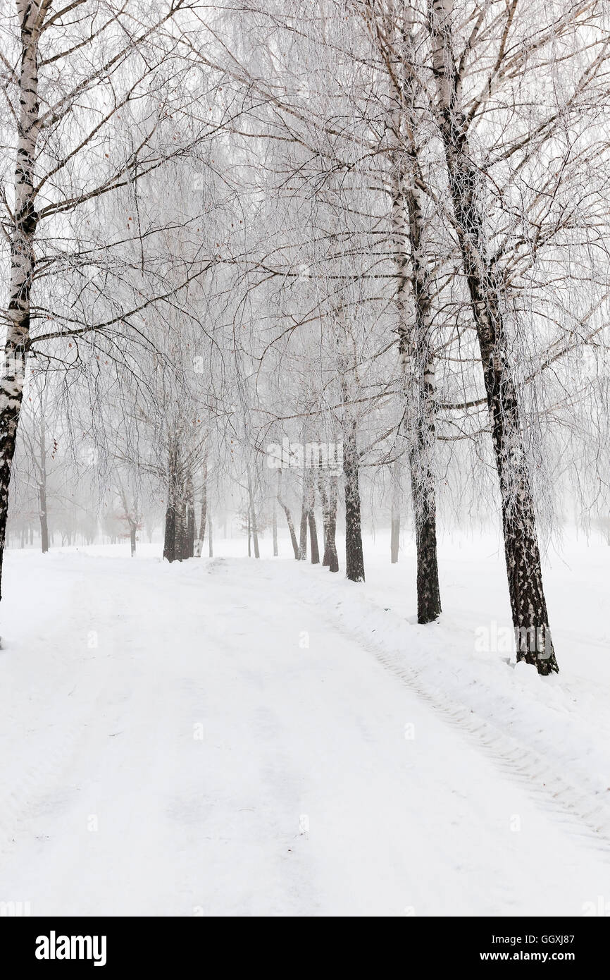 path in the snow Stock Photo - Alamy