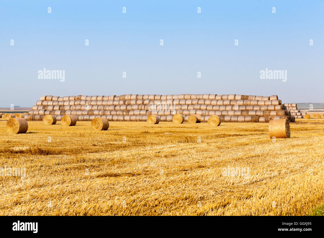haystacks in a field of straw Stock Photo - Alamy