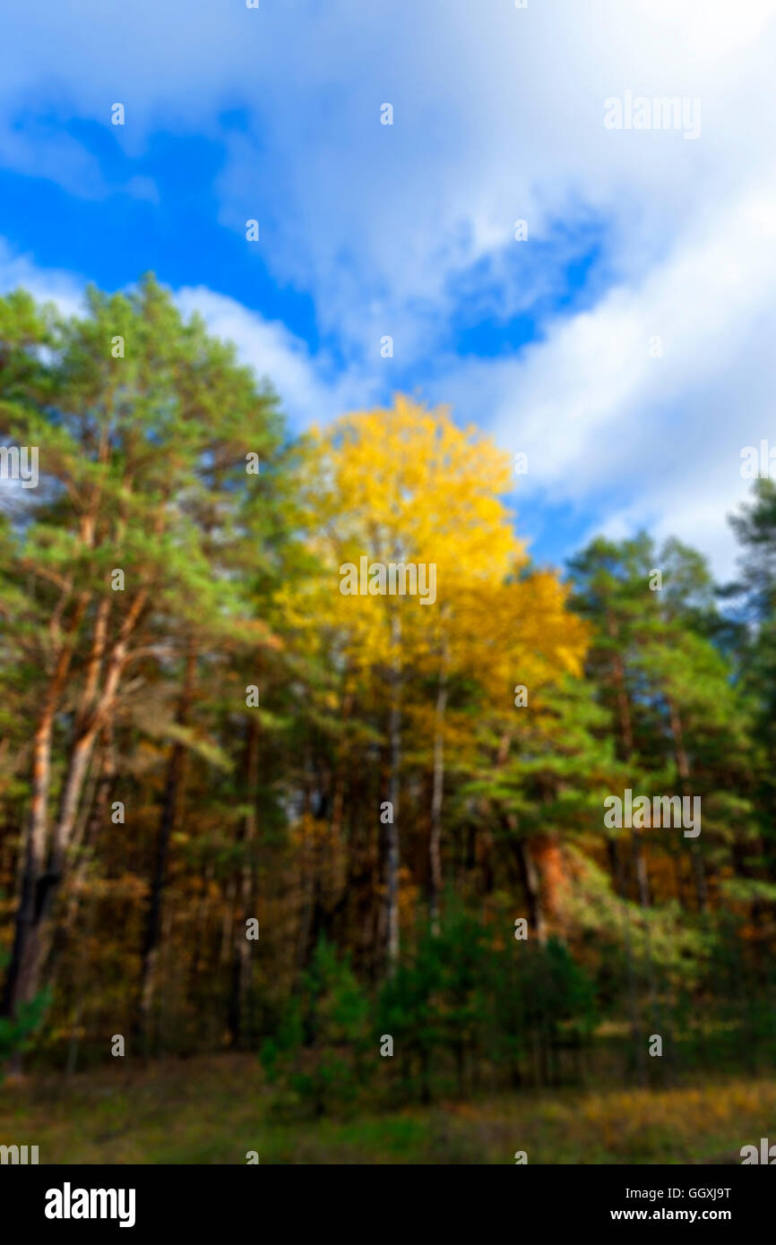 Hdr Forrest Scene High Resolution Stock Photography and Images - Alamy