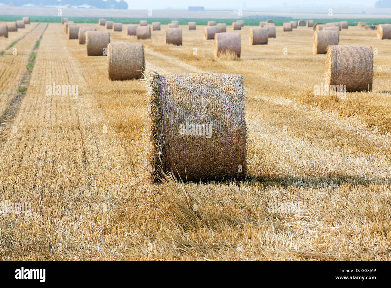 haystacks in a field of straw Stock Photo - Alamy