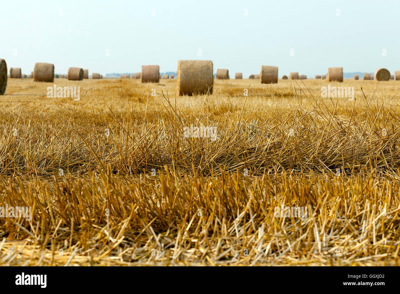 cereal farming field Stock Photo - Alamy
