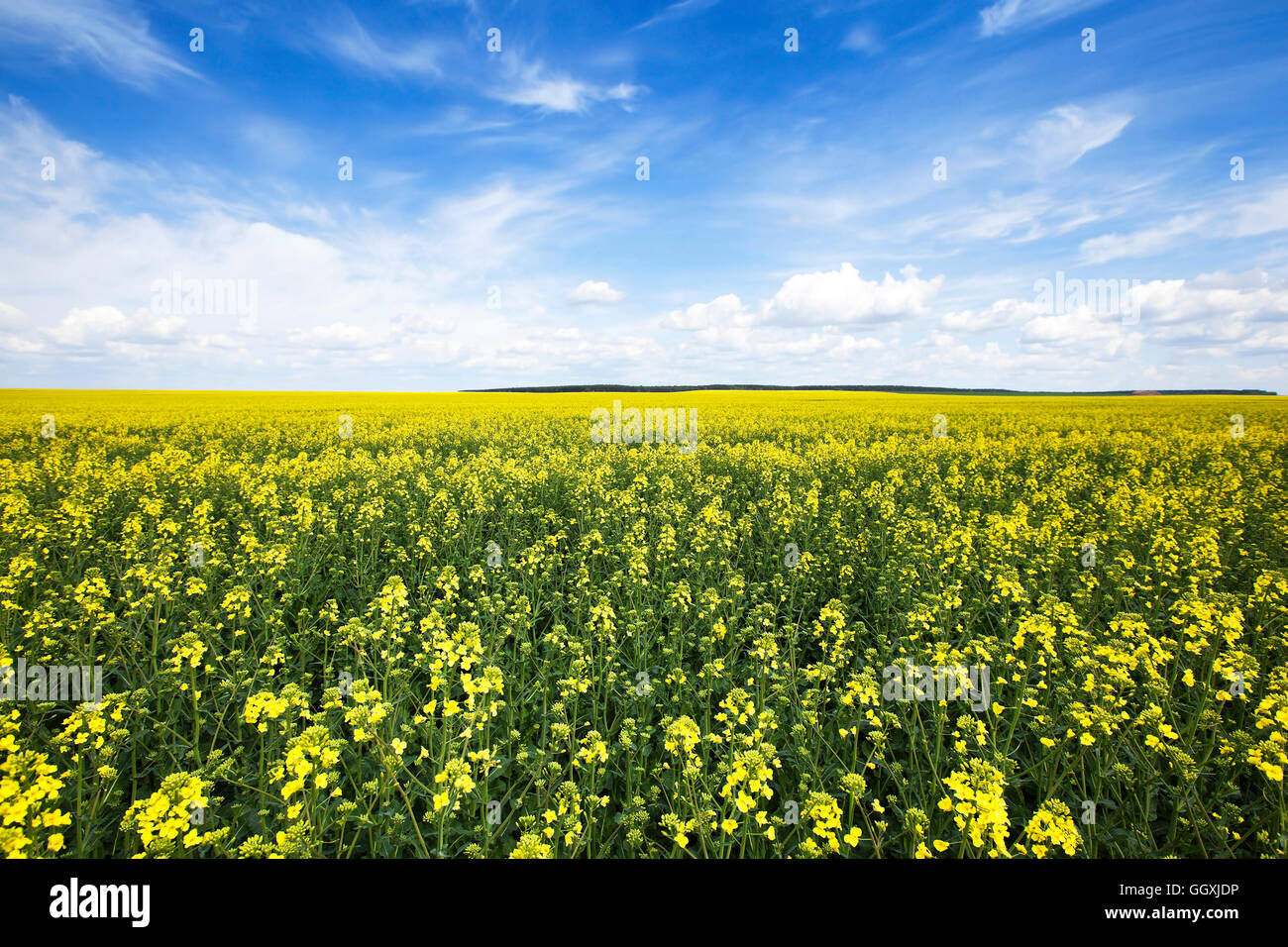 flowering canola. spring Stock Photo - Alamy