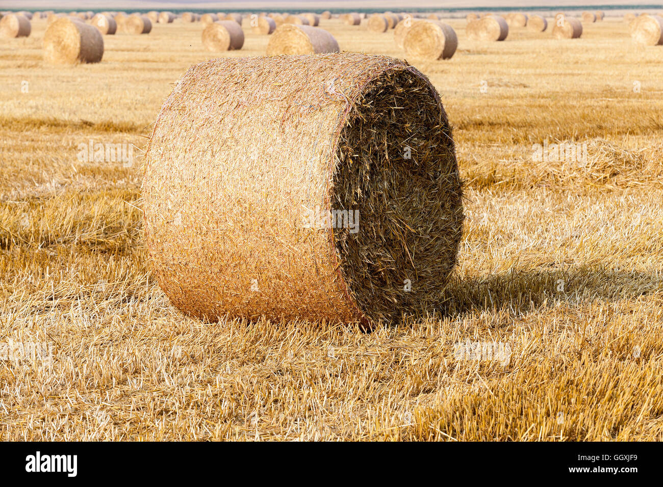 stack of straw in the field Stock Photo - Alamy