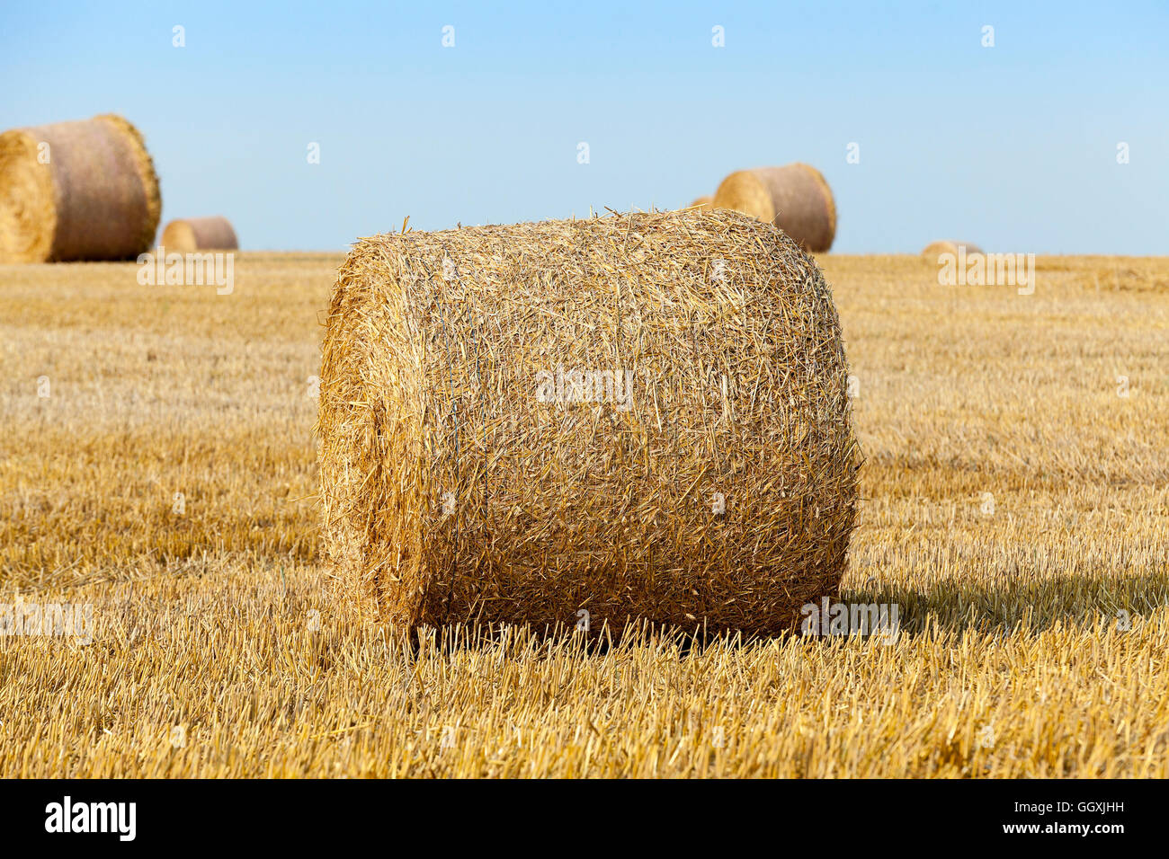 straw in the field Stock Photo - Alamy