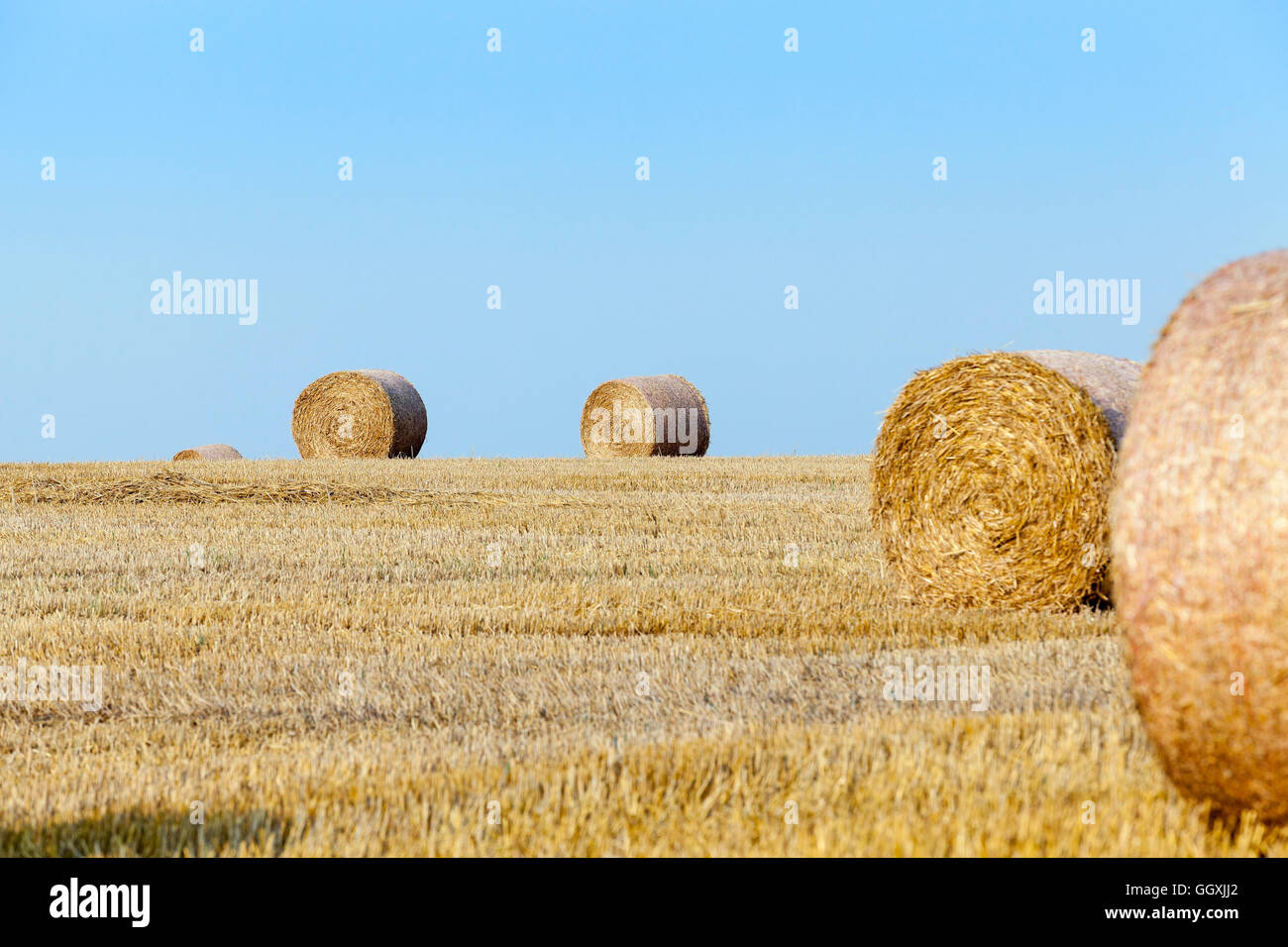 stack of straw in the field Stock Photo - Alamy