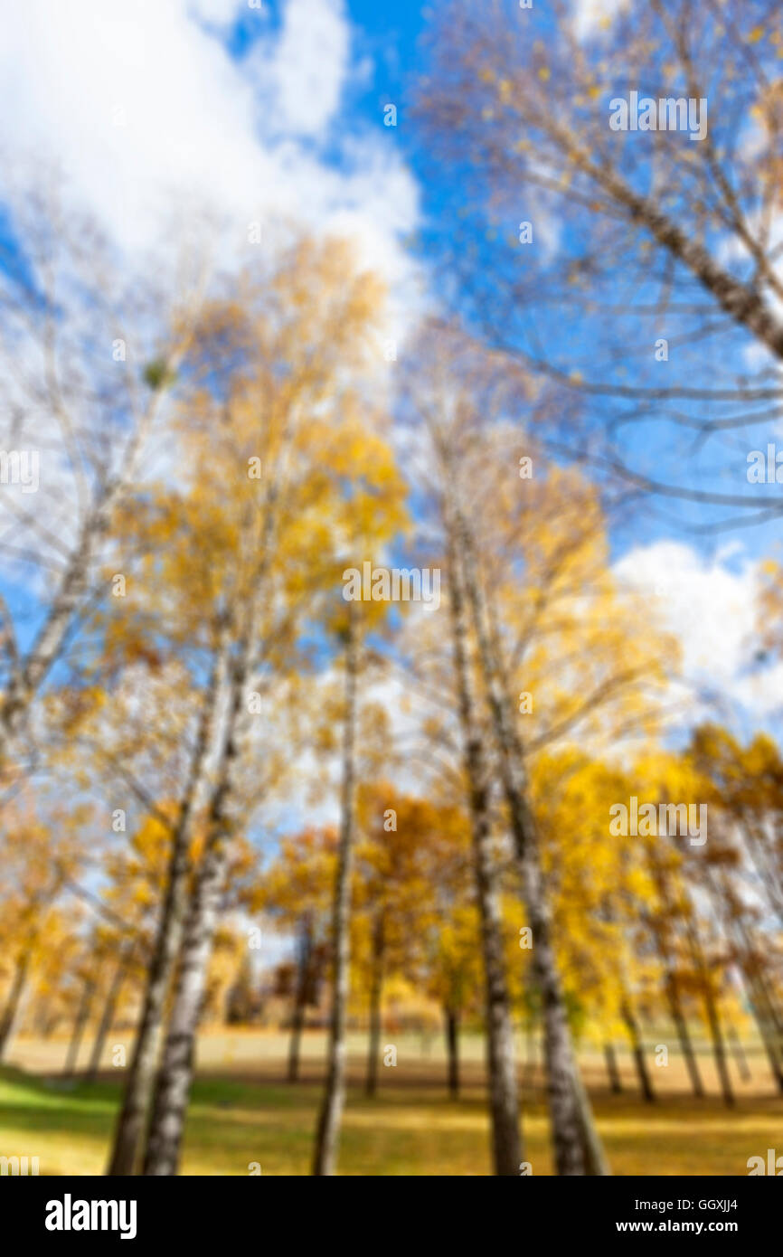 birch tree in autumn Stock Photo - Alamy
