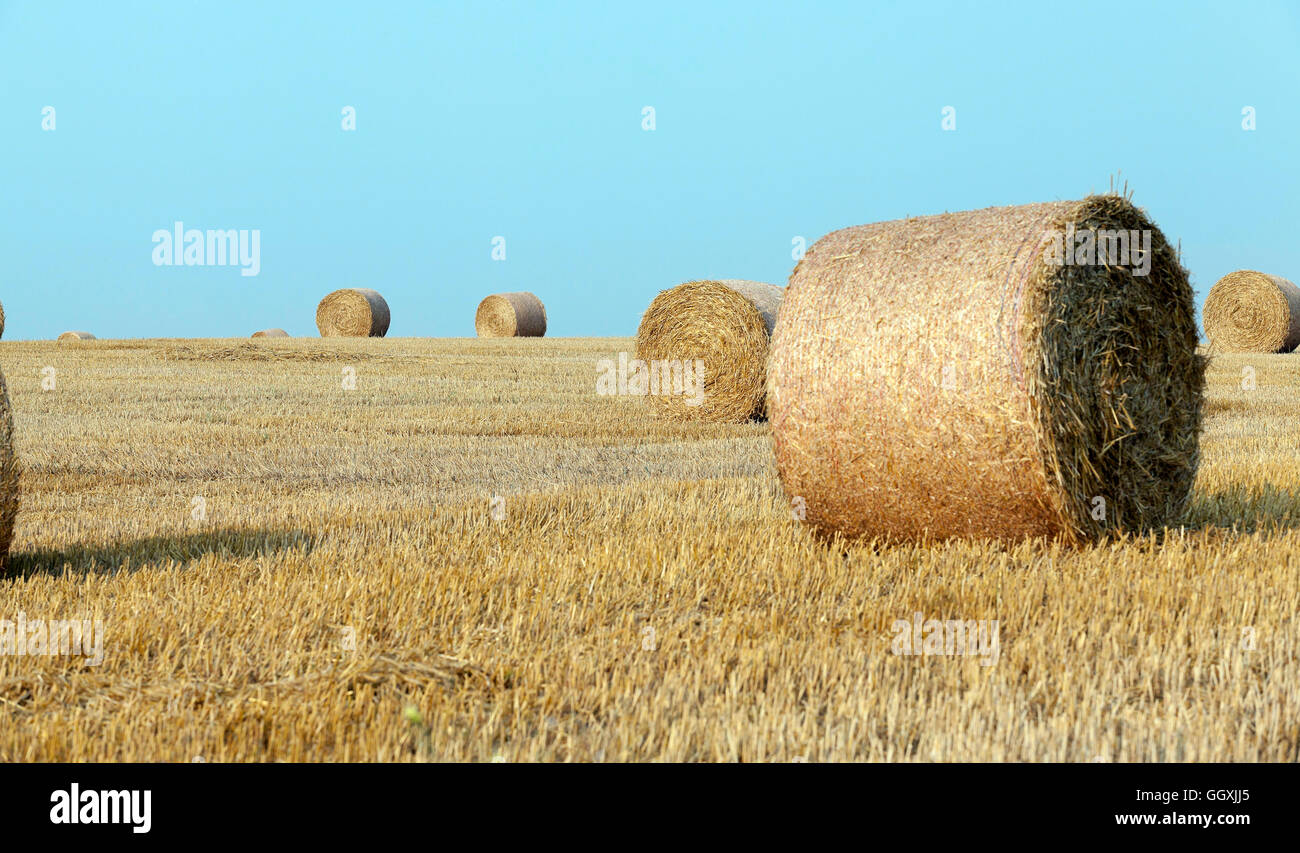 straw in the field Stock Photo - Alamy