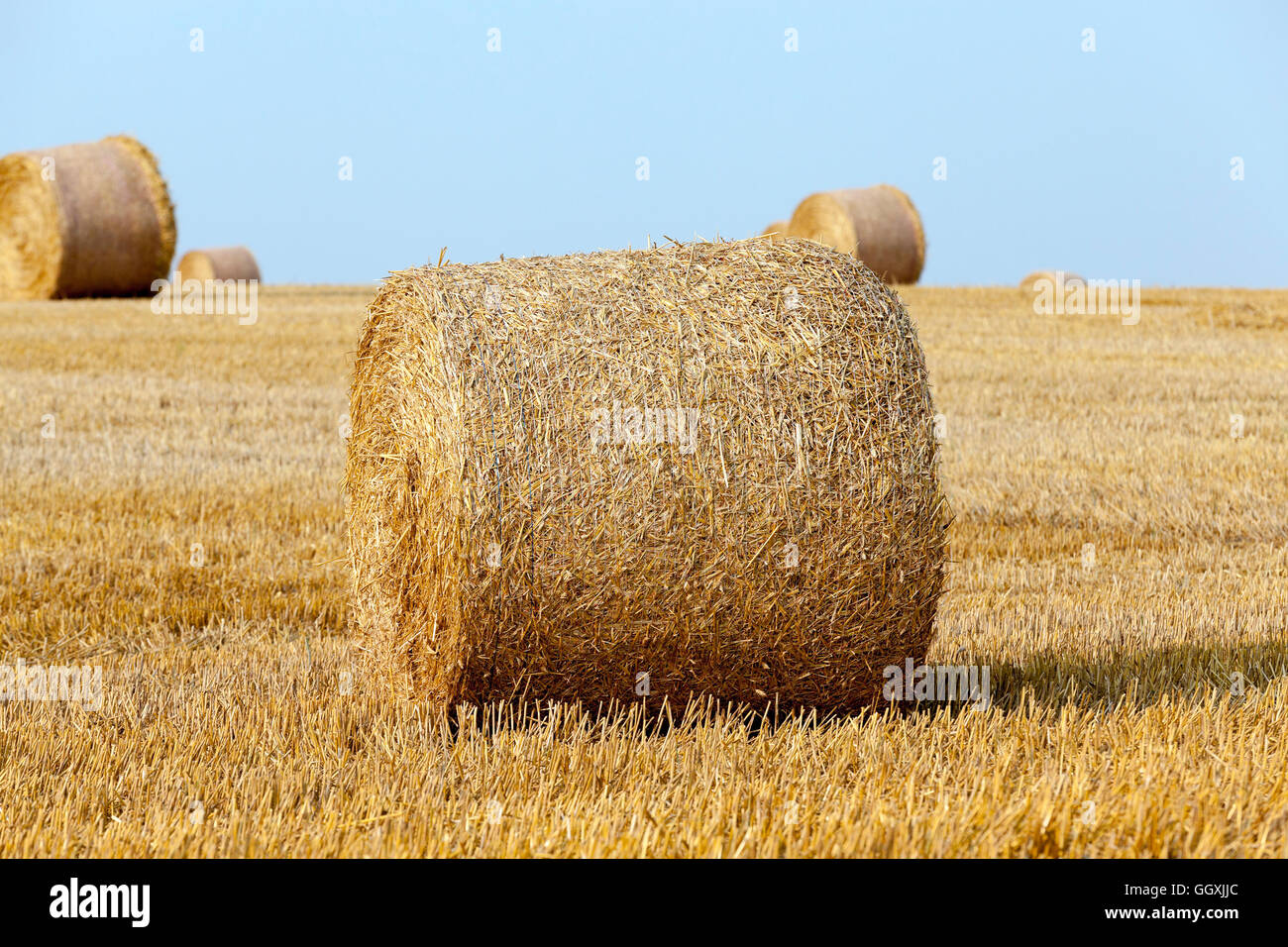 stack of straw in the field Stock Photo - Alamy