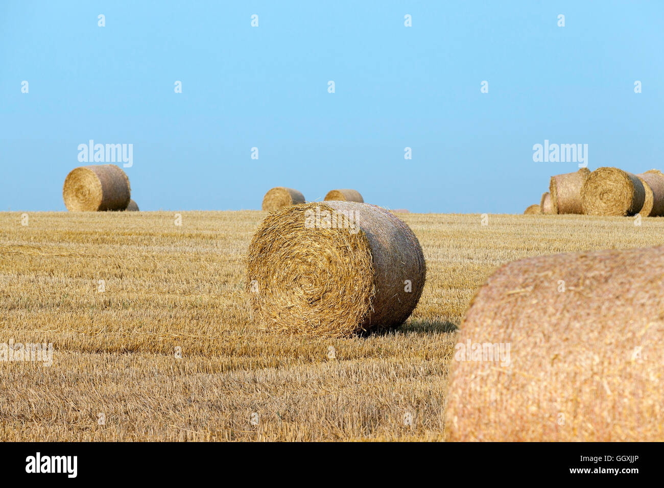 haystacks in a field of straw Stock Photo - Alamy