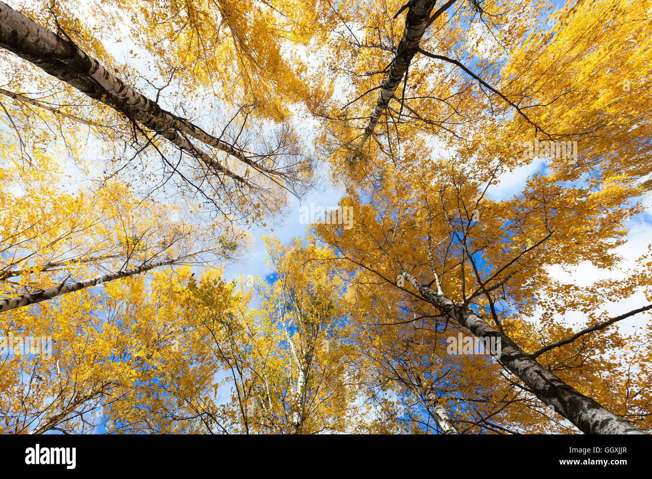 birch tree in autumn Stock Photo - Alamy