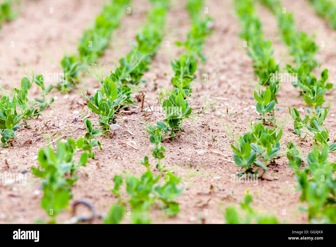 Pea sprout in the spring Stock Photo - Alamy