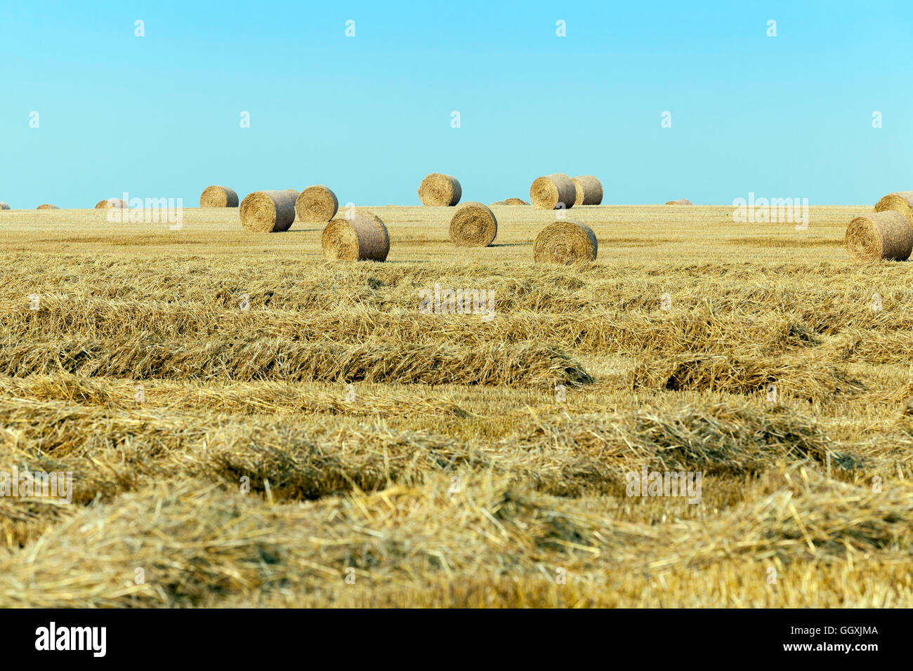haystacks in a field of straw Stock Photo - Alamy