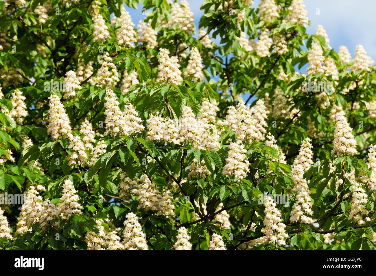blooming chestnut tree in the spring season, a small depth of field ...