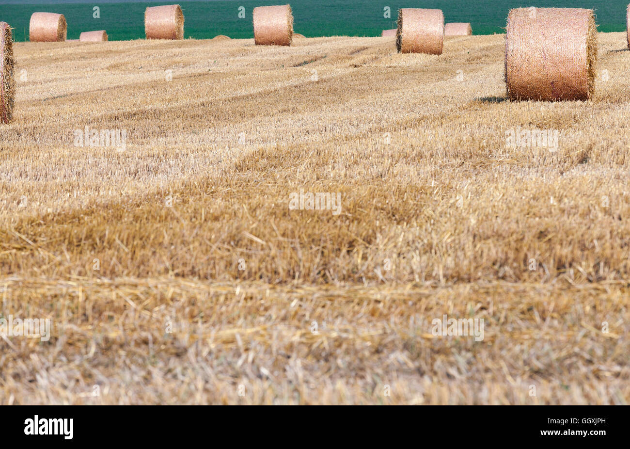 gathering the wheat harvest Stock Photo - Alamy