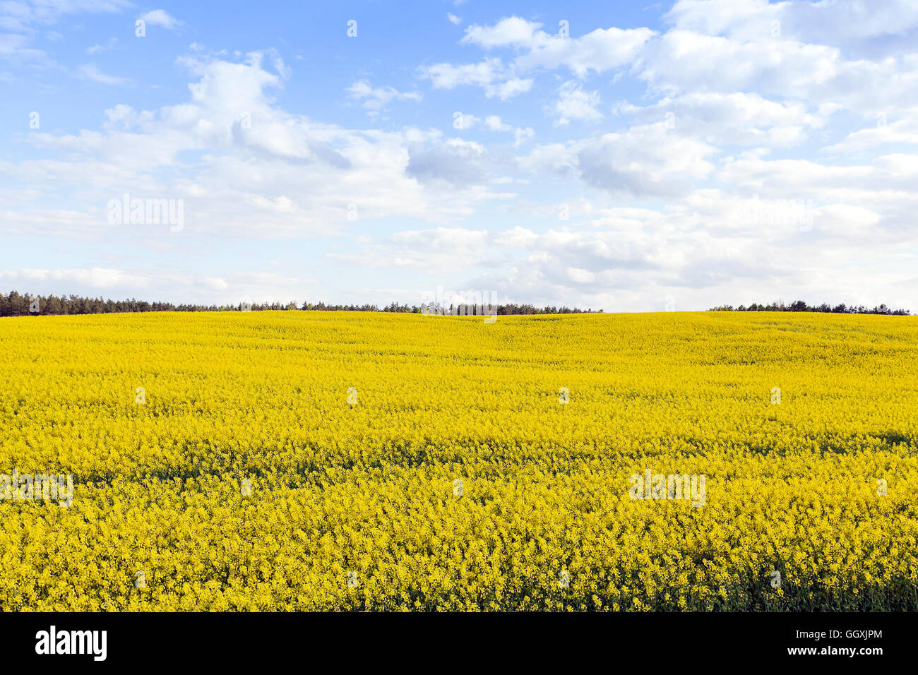 collection rapeseed crop Stock Photo - Alamy
