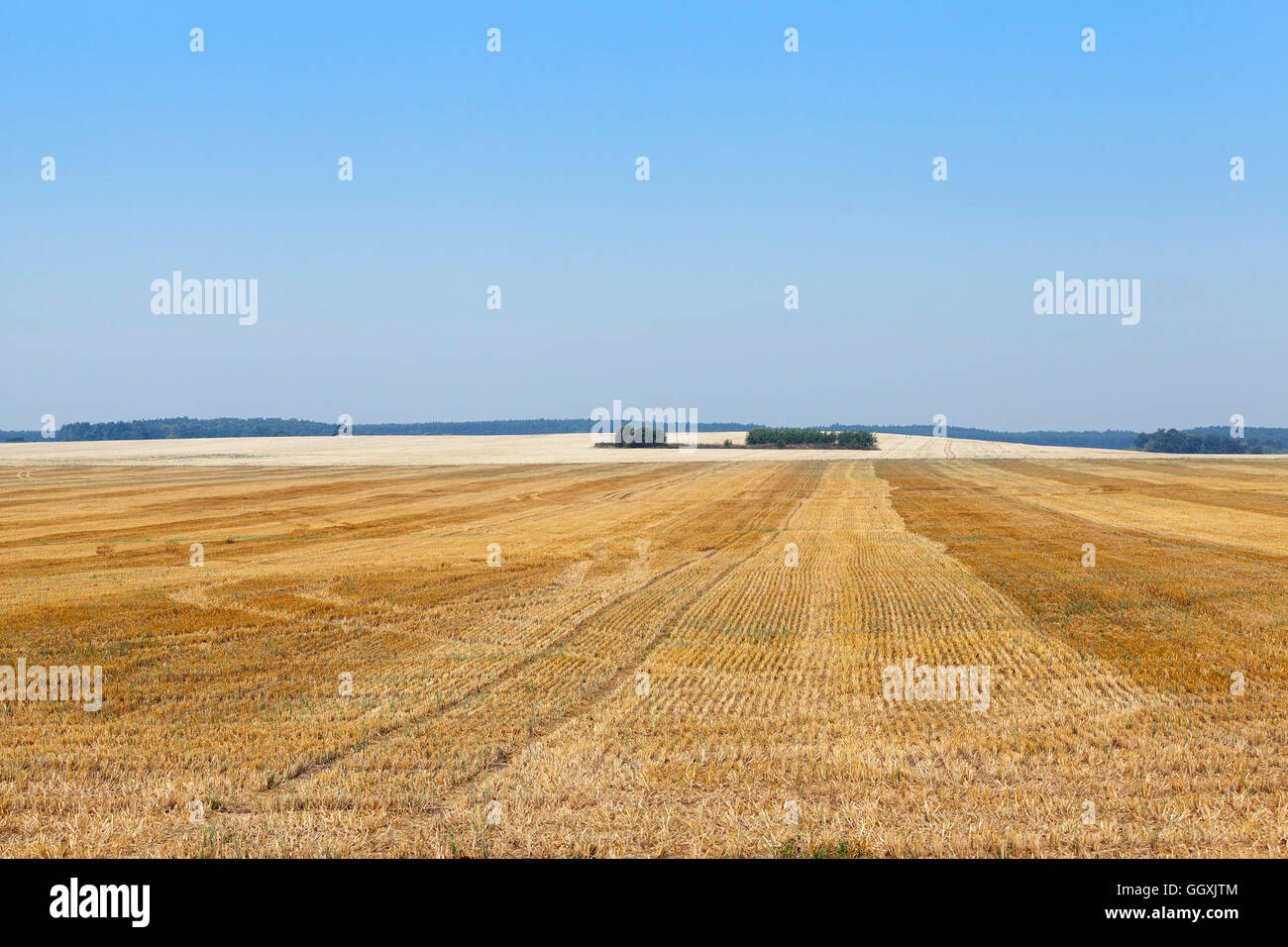 Gathering wheat hi-res stock photography and images - Alamy