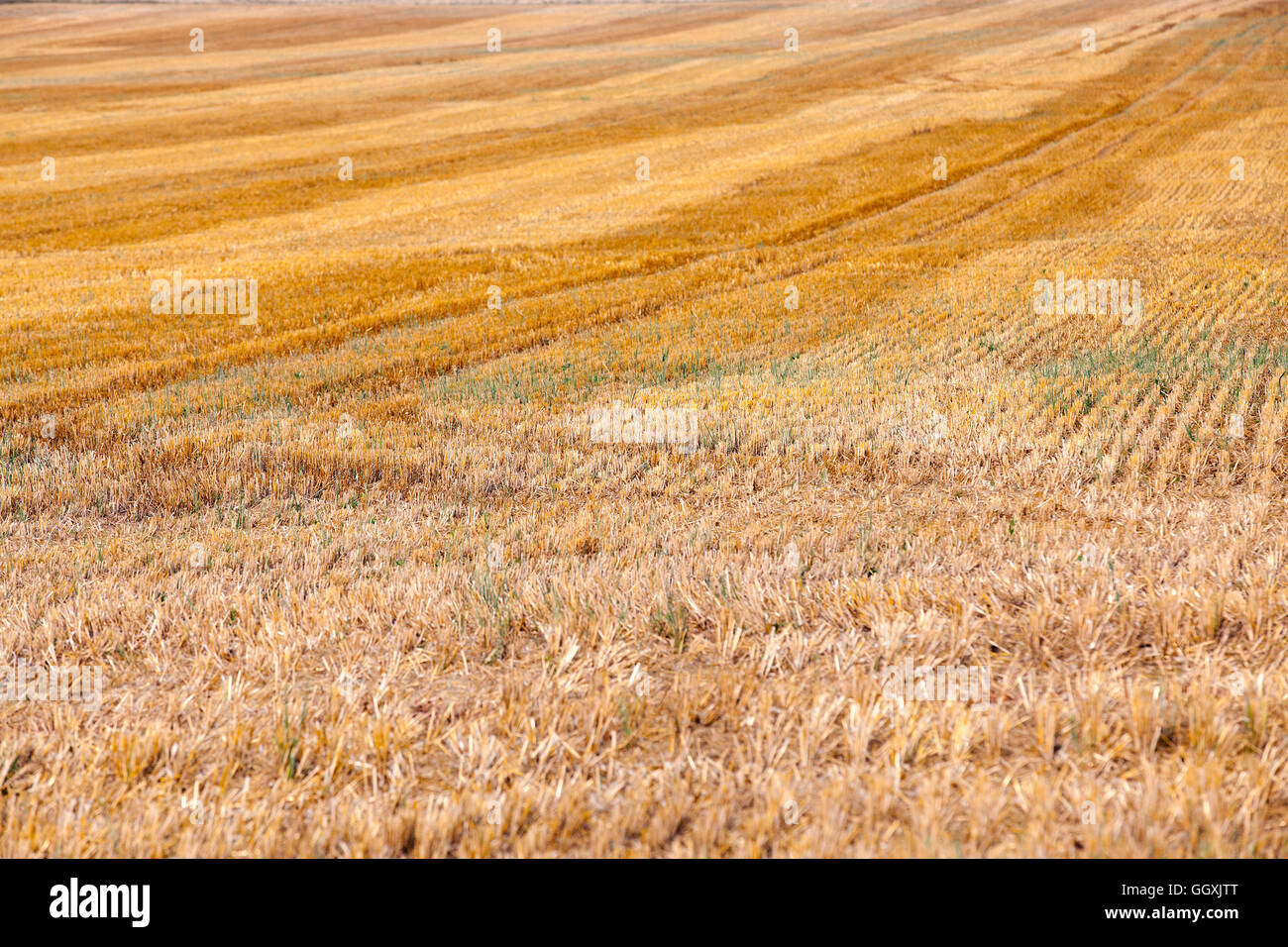 Gathering wheat hi-res stock photography and images - Alamy