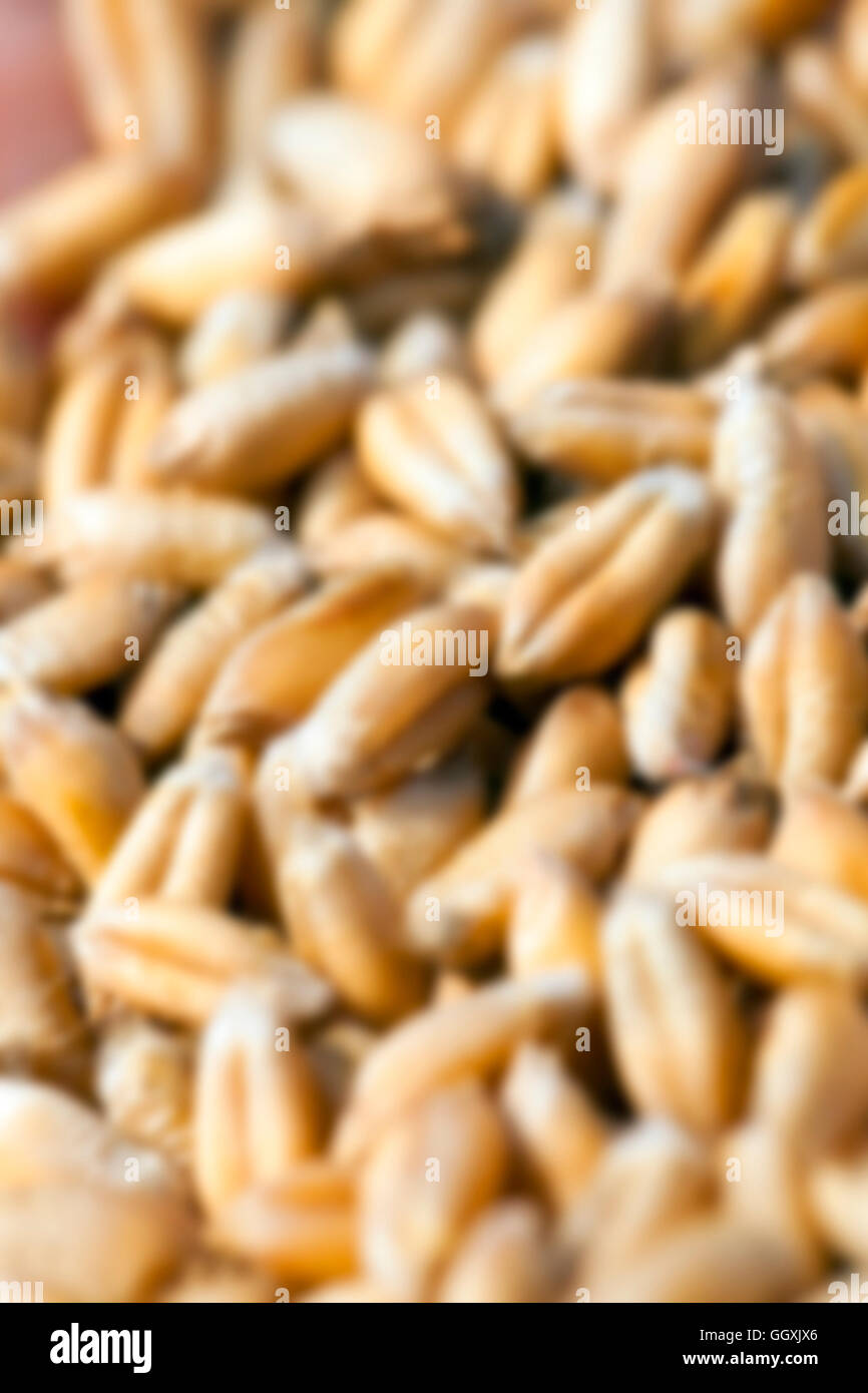 Wheat close up hi-res stock photography and images - Alamy