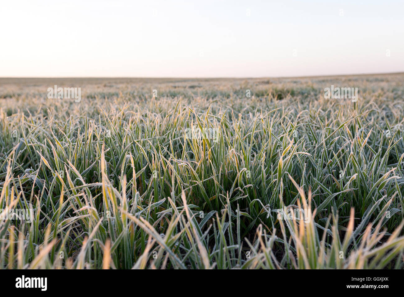 green wheat, frost Stock Photo - Alamy