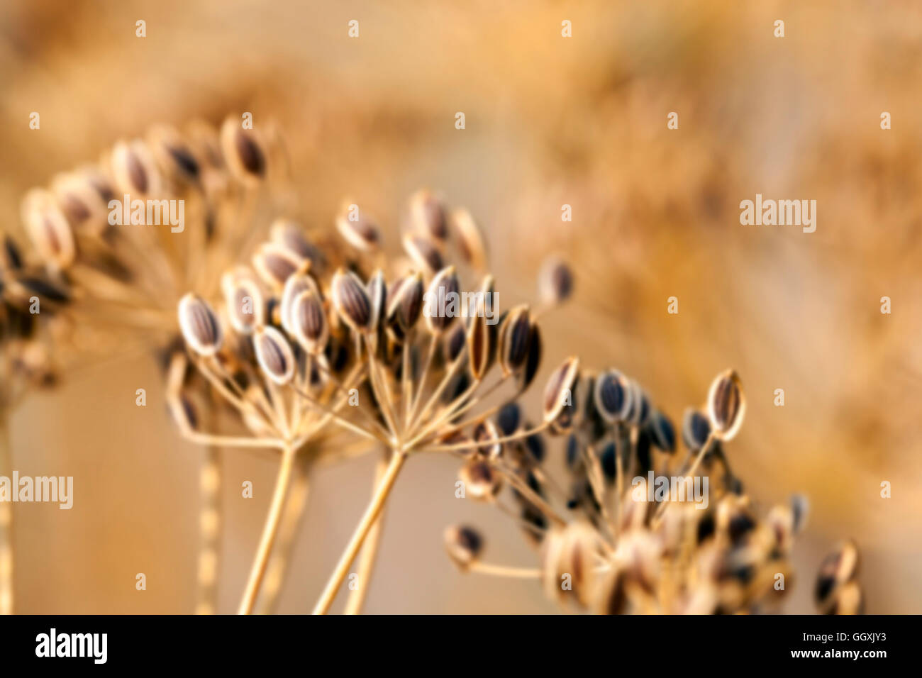 brown fennel stalk Stock Photo - Alamy
