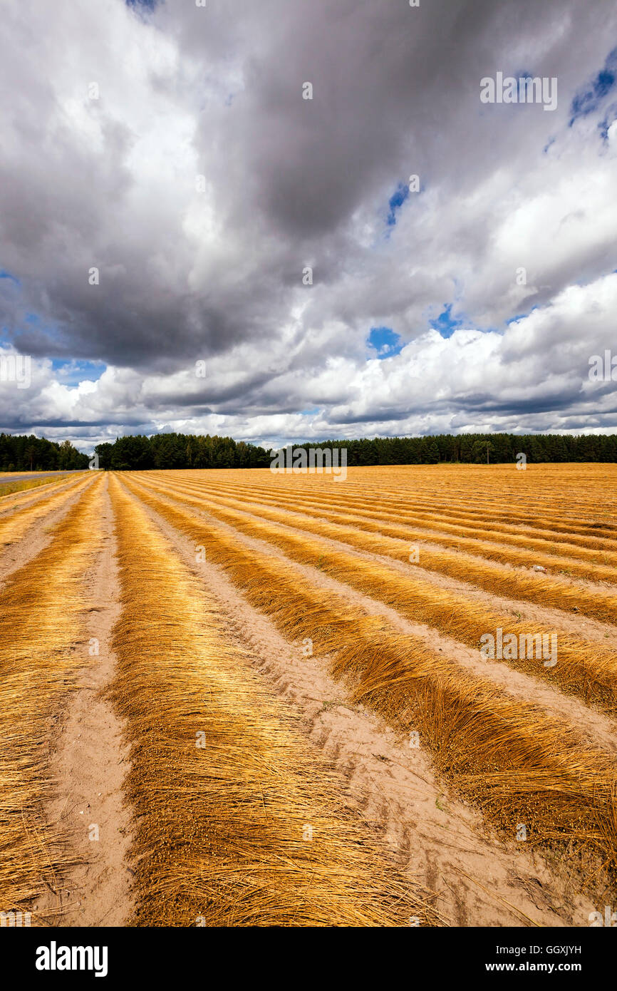 Flax seed field hi-res stock photography and images - Alamy