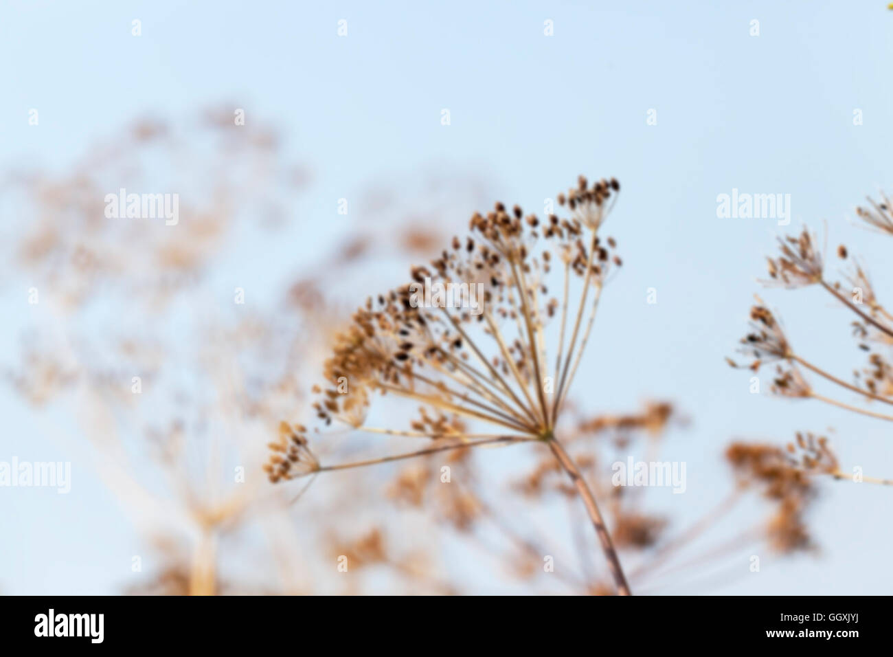 Fennel stalk hi-res stock photography and images - Alamy
