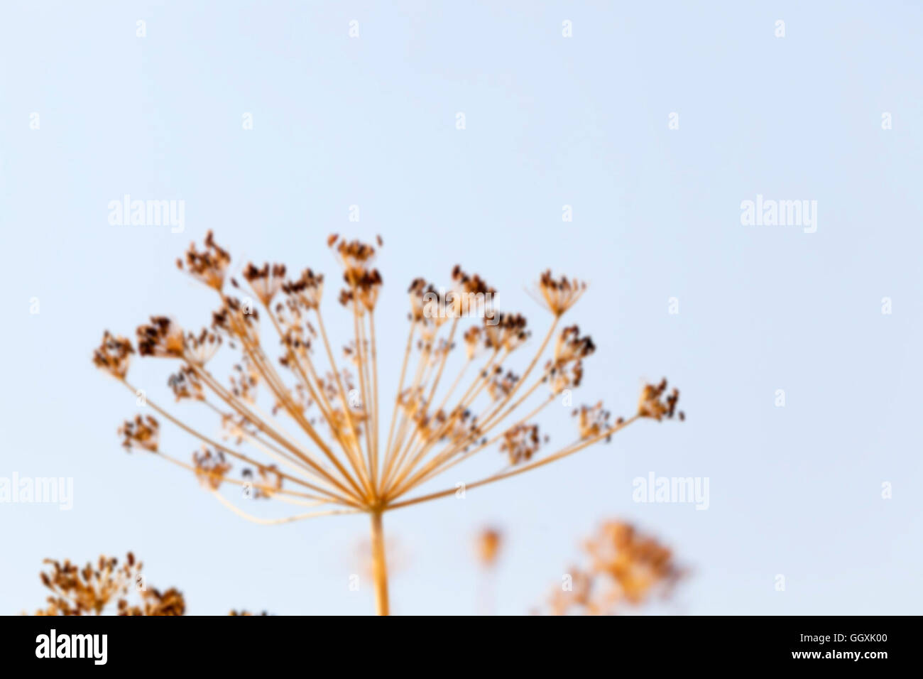 brown fennel stalk Stock Photo - Alamy