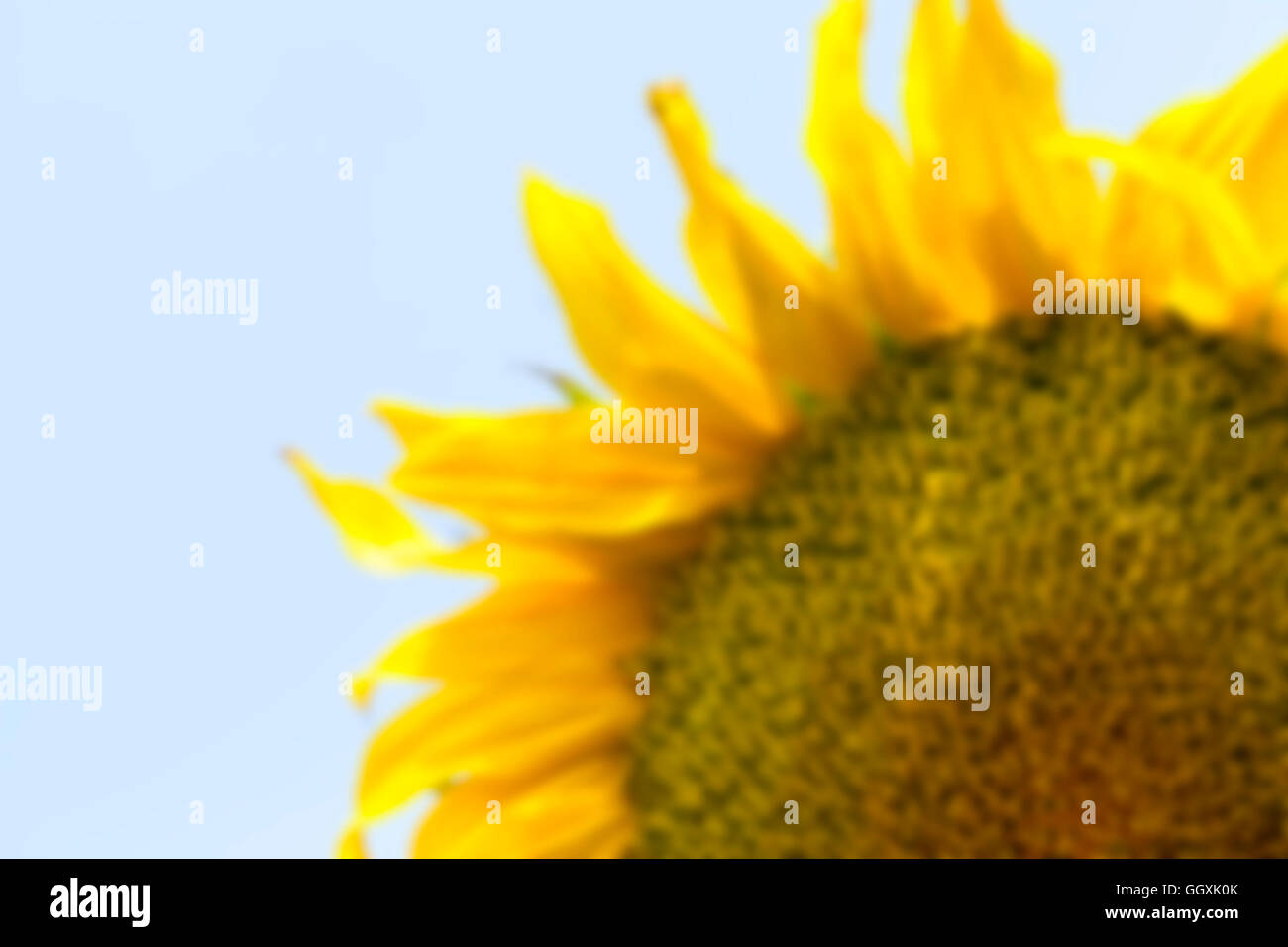 flower Sunflower, close-up Stock Photo - Alamy