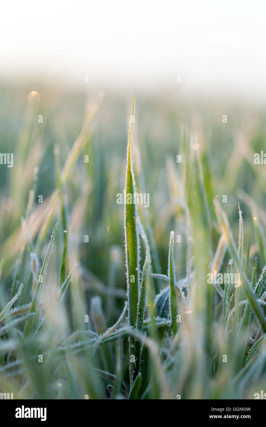 wheat during frost Stock Photo - Alamy