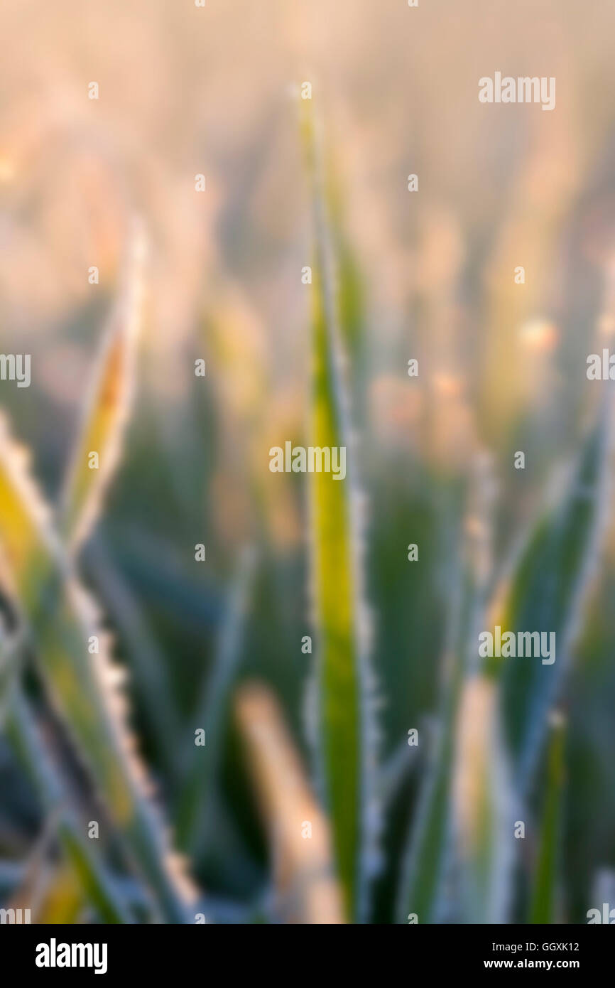 wheat during frost Stock Photo - Alamy