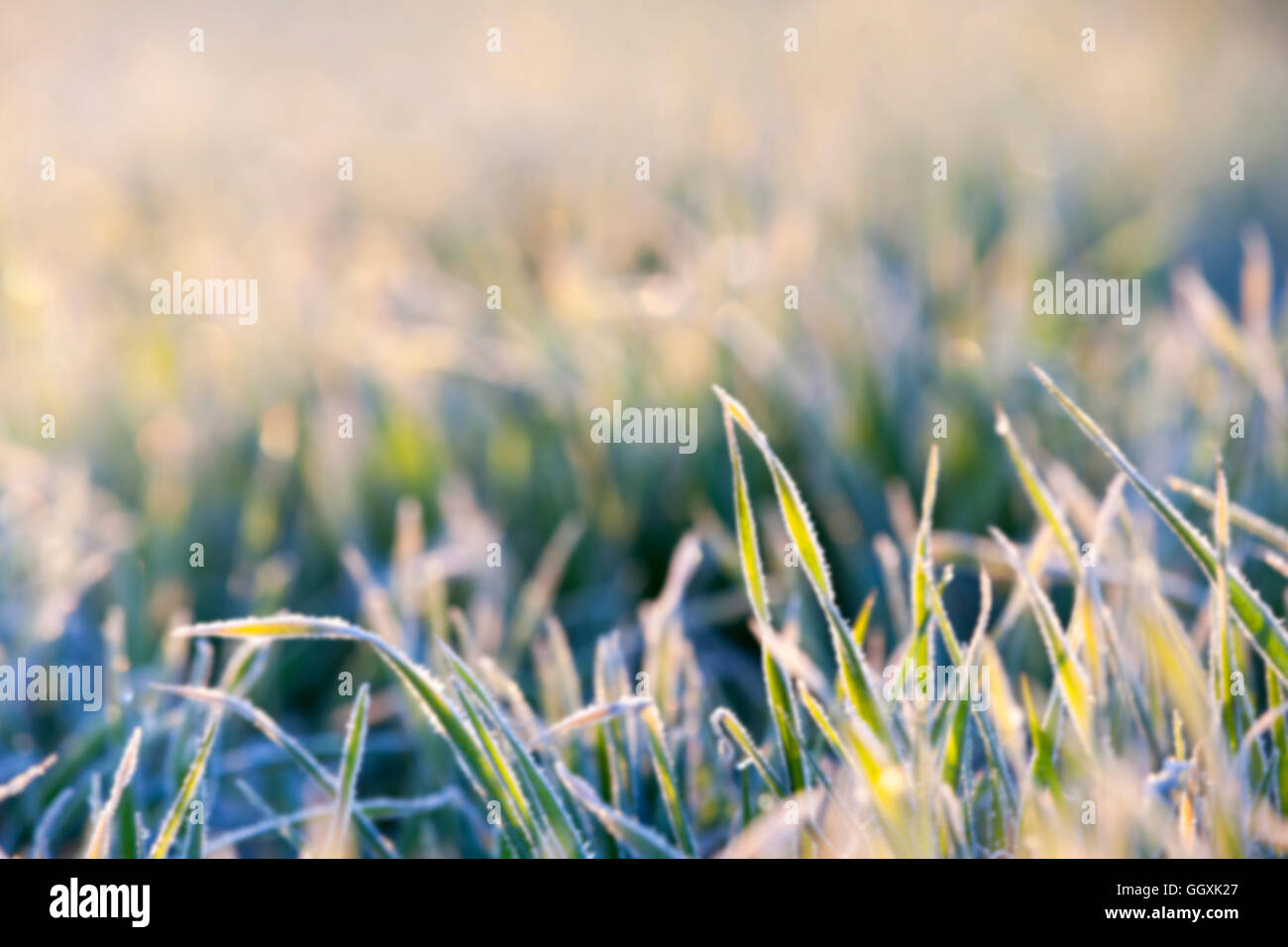 green wheat, frost Stock Photo - Alamy