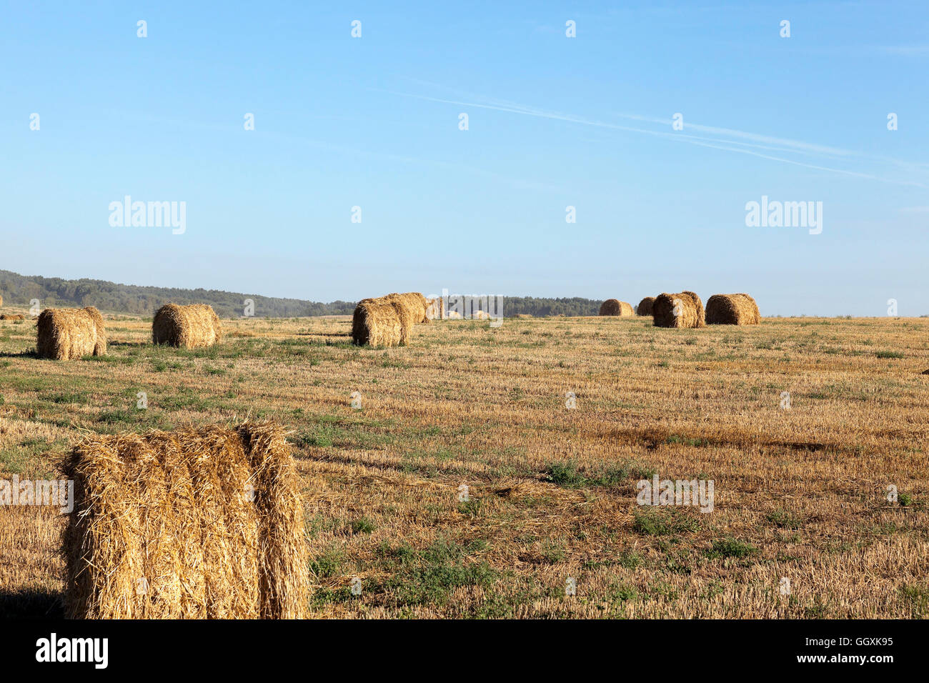 stack of wheat straw Stock Photo - Alamy