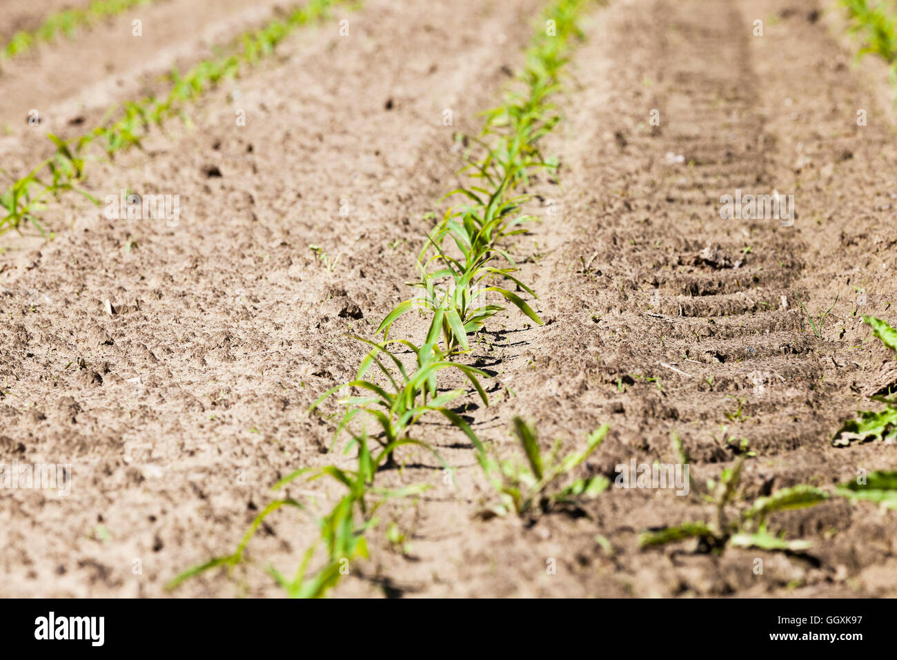 corn field. Spring Stock Photo - Alamy