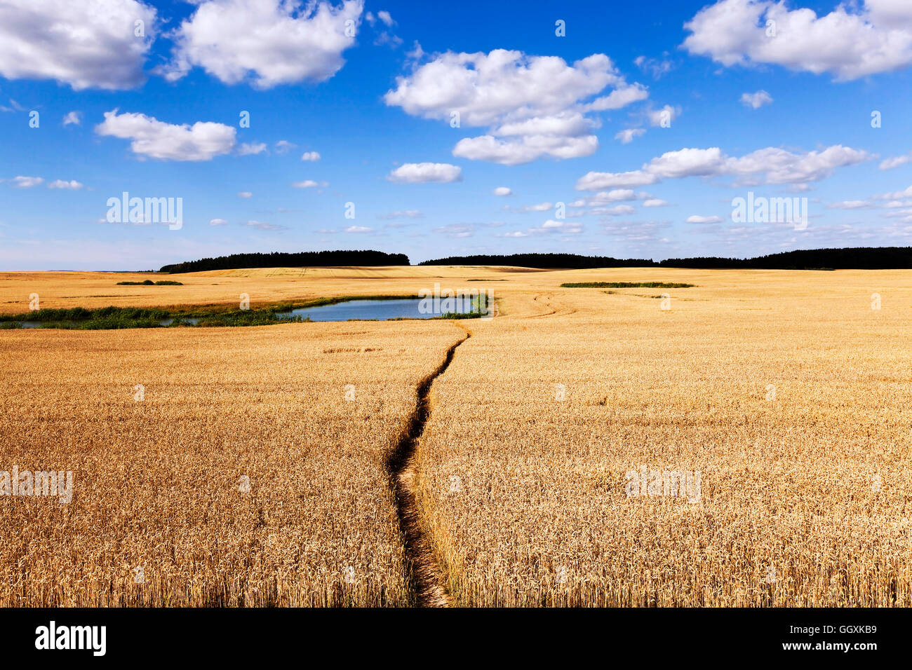 path in the field Stock Photo - Alamy