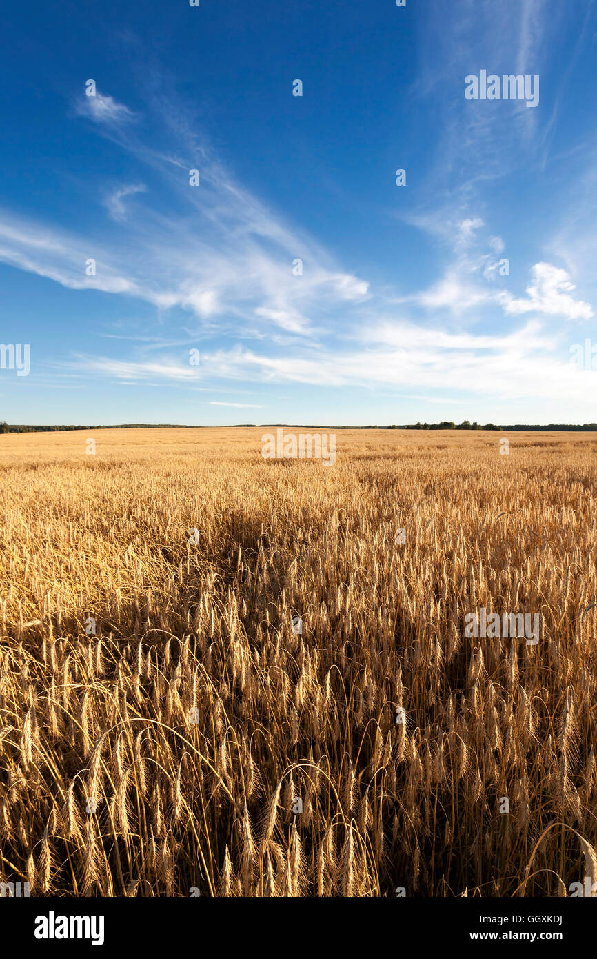 grow ripe rye Stock Photo - Alamy