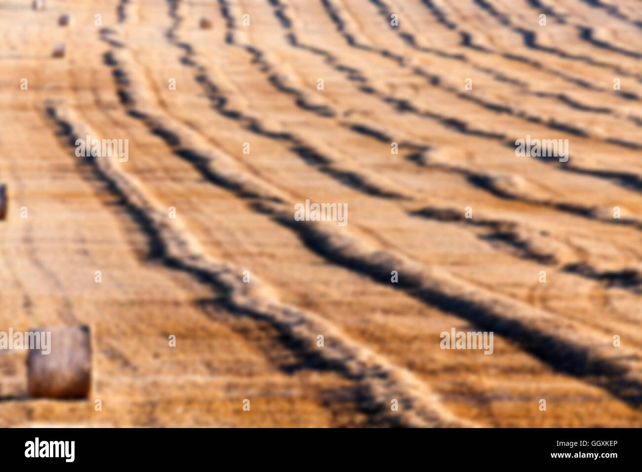 cereal farming field Stock Photo - Alamy