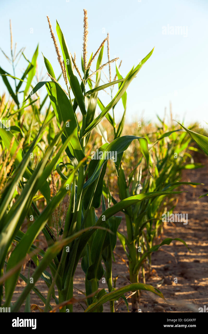 Green immature corn Stock Photo - Alamy