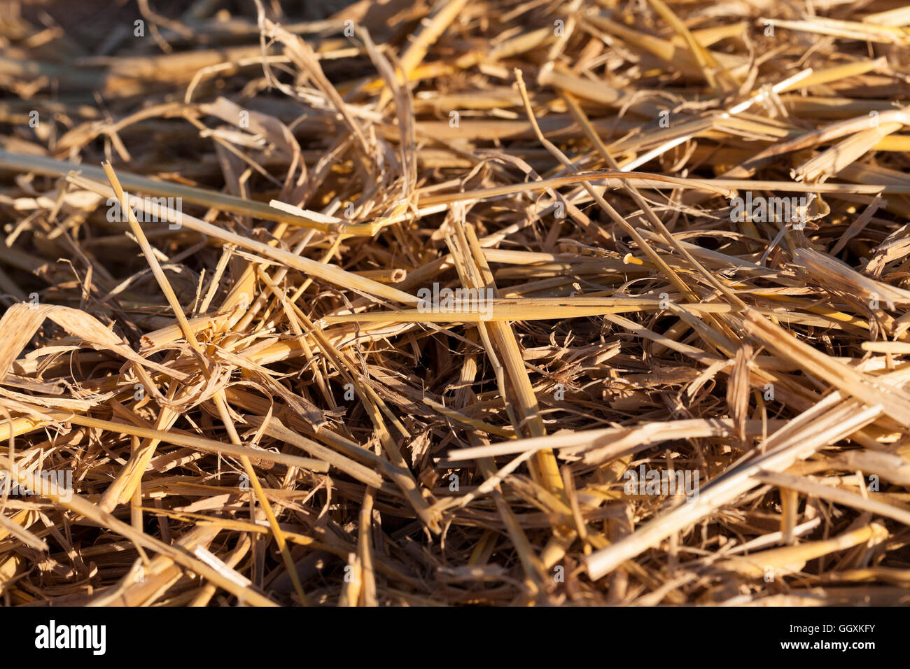 straw in the field Stock Photo - Alamy