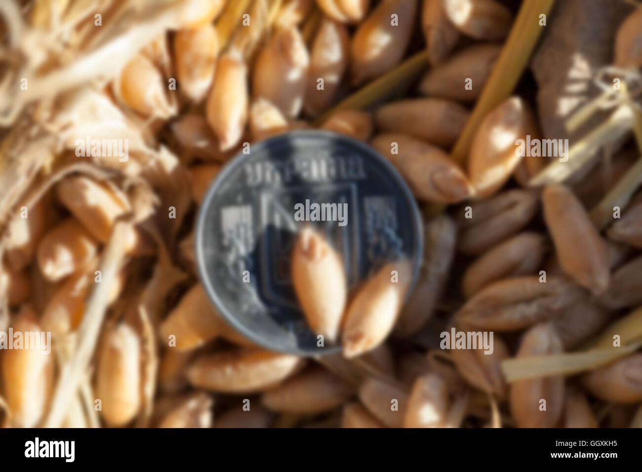 Spelt straw hi-res stock photography and images - Alamy