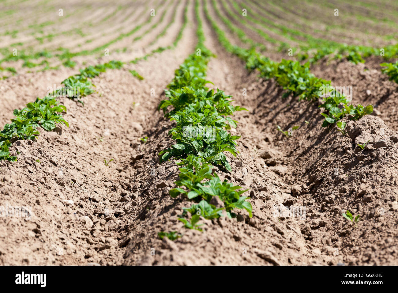 Green sprout of potato Stock Photo - Alamy